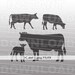 Cows DXF File,bull DXF File,heifer DXF -commercial & Personal Use- Png ...