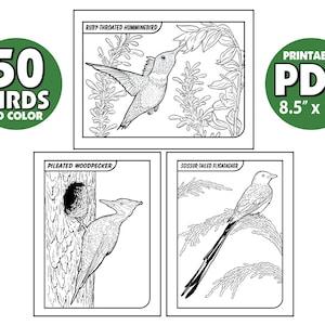 50 Birds of Oklahoma Coloring Pages Book,birdwatching Coloring Pages ...