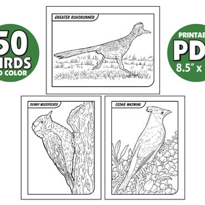 50 Birds of New Mexico Coloring Pages Book,birdwatching Coloring Pages ...