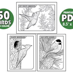 50 Birds of Maine Coloring Pages Book,birdwatching Coloring Pages ...