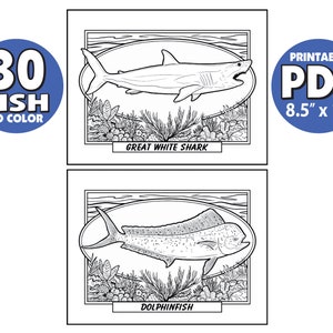 30 Saltwater Fish of Florida Coloring Pages Book,fishing Coloring Pages ...