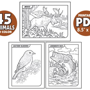 45 Wild Animals of Vermont Coloring Pages Book,fish Birds Mammals ...