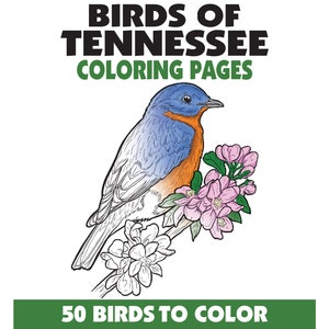50 Birds of Tennessee Coloring Pages Book,birdwatching Coloring Pages ...