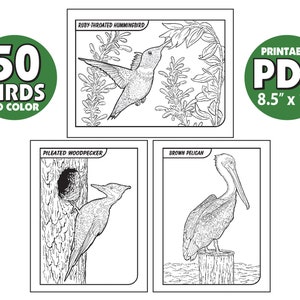 50 Birds of Louisiana Coloring Pages Book,birdwatching Coloring Pages ...