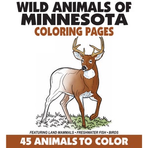 45 Wild Animals of Minnesota Coloring Pages Book,fish + Birds + Mammals ...