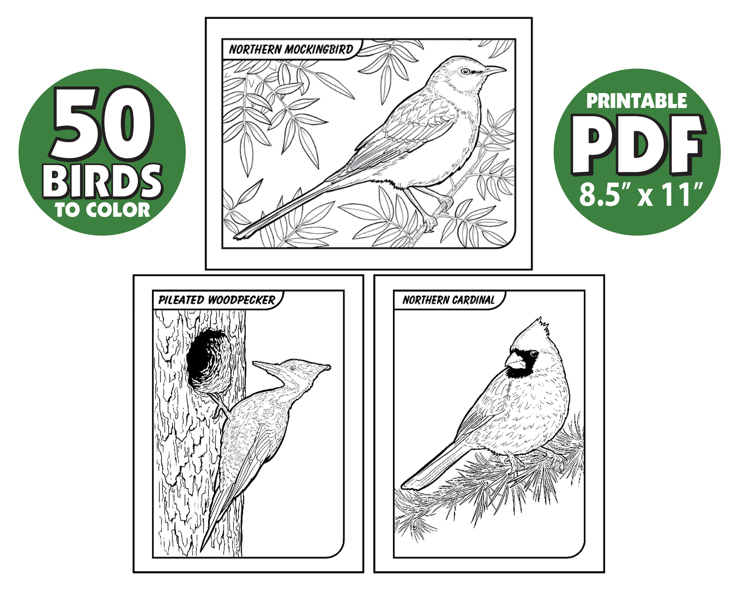 Página Para Colorear De Aves Del Estado De Carolina Del Norte