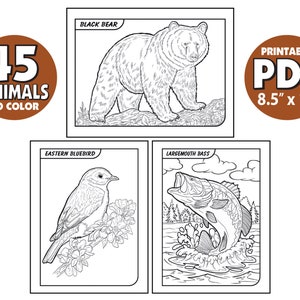 45 Wild Animals of Connecticut Coloring Pages Book,fish + Birds ...
