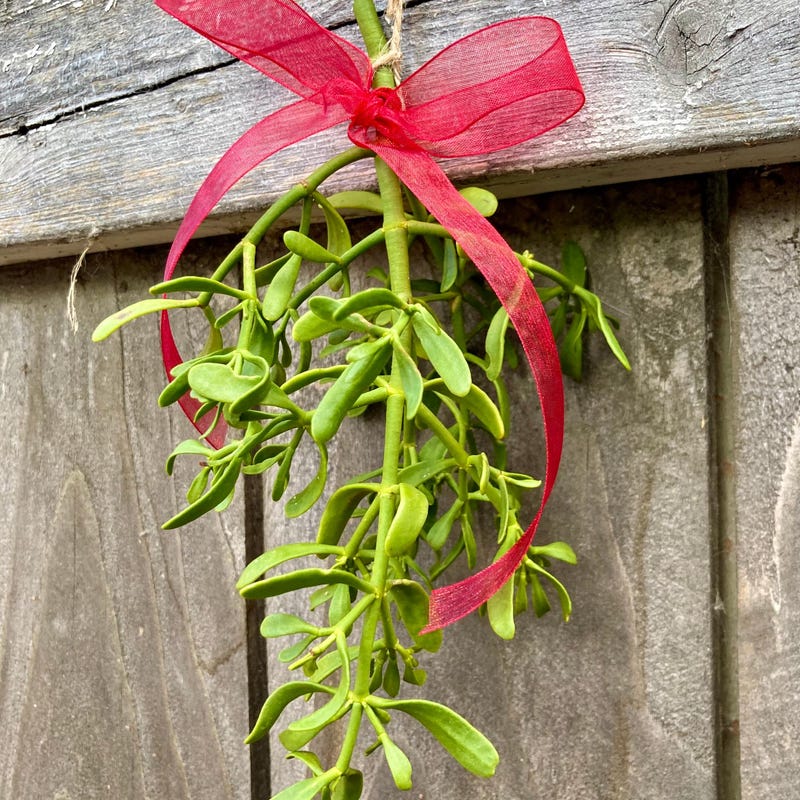 Mistletoes - Etsy