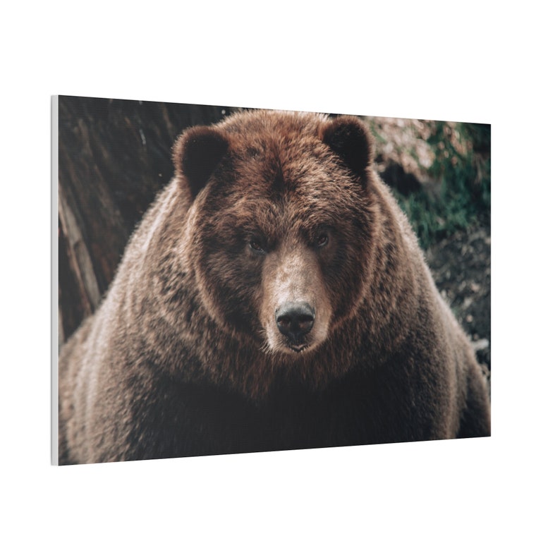 Alaskan Brown Bear Close up Photography Print - Etsy