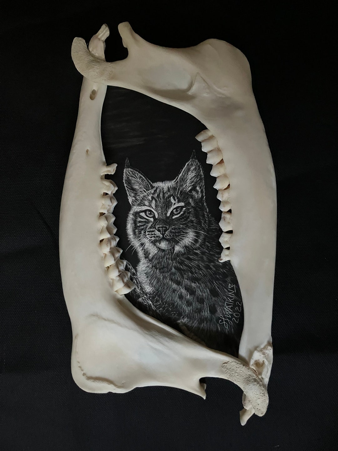 Bobcat Signed Scratchboard by Artist Shayne Watkins 5 X 7" Framed With ...