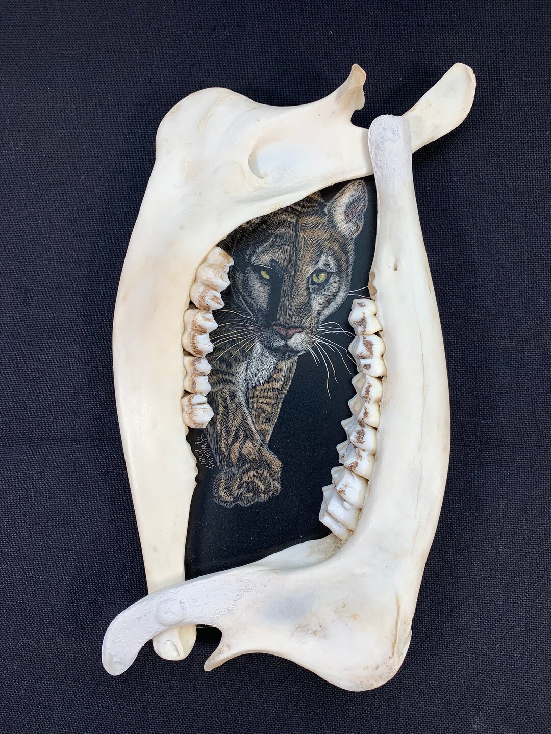 Cougar Signed Scratchboard by Artist Shayne Watkins 5 X 7 Framed With ...