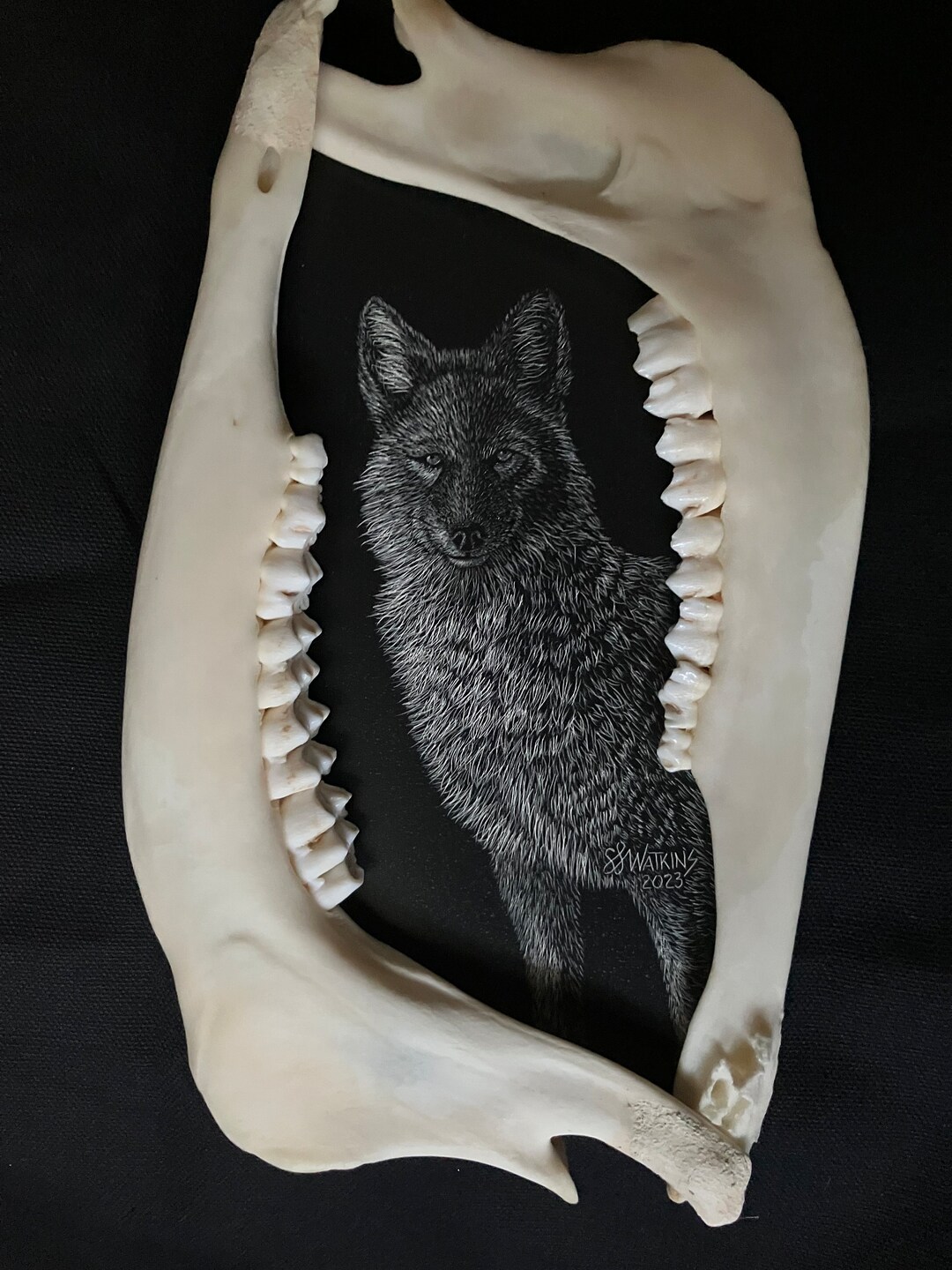 Coyote Signed Scratchboard by Artist Shayne Watkins 5 X 7" Framed With ...