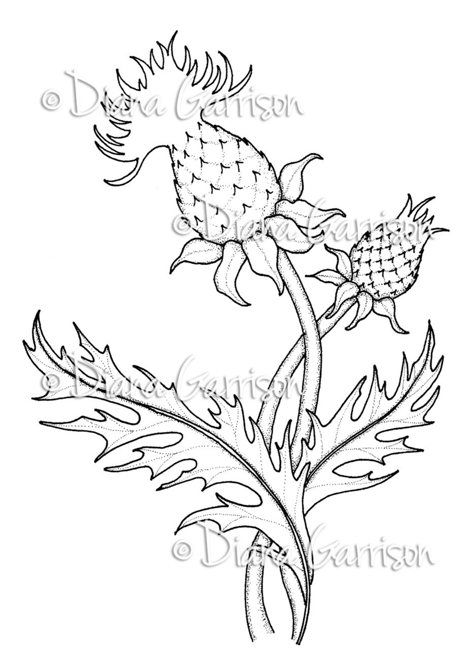 Thistle Digi Digital Stamp - Etsy