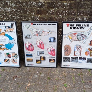Three Framed Animal Anatomy Posters - Veterinary Posters Prints ...