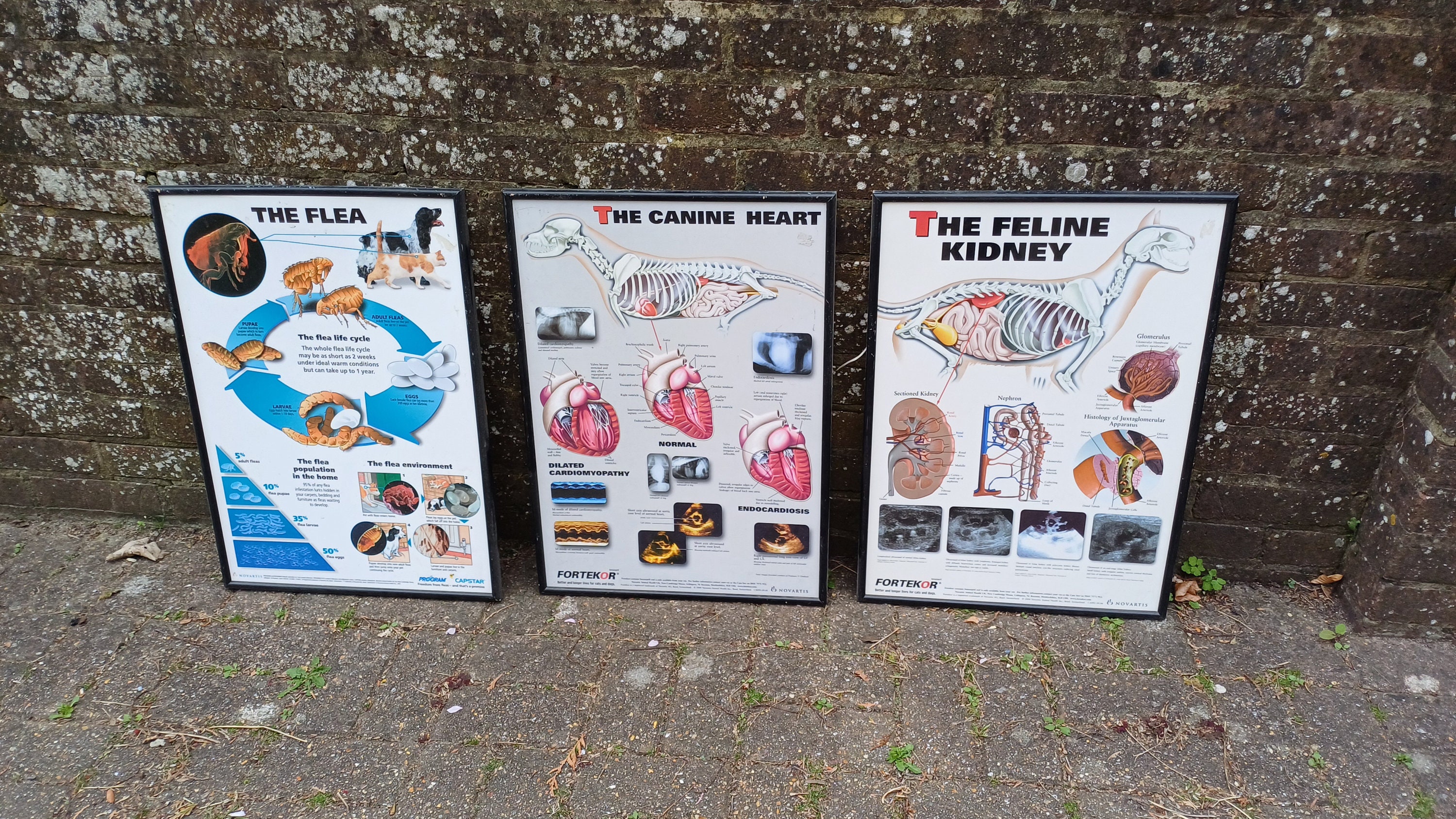 Three Framed Animal Anatomy Posters - Veterinary Posters Prints ...