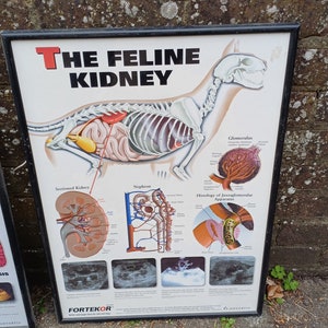 Three Framed Animal Anatomy Posters - Veterinary Posters Prints ...