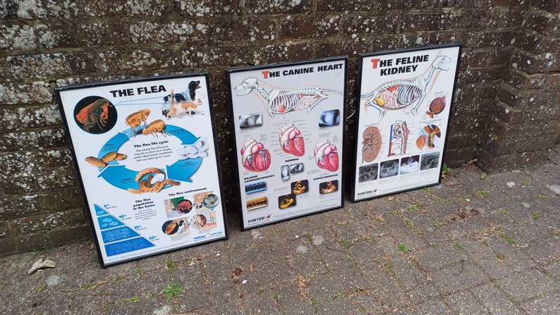 Three Framed Animal Anatomy Posters - Veterinary Posters Prints ...
