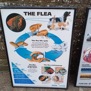 Three Framed Animal Anatomy Posters - Veterinary Posters Prints ...