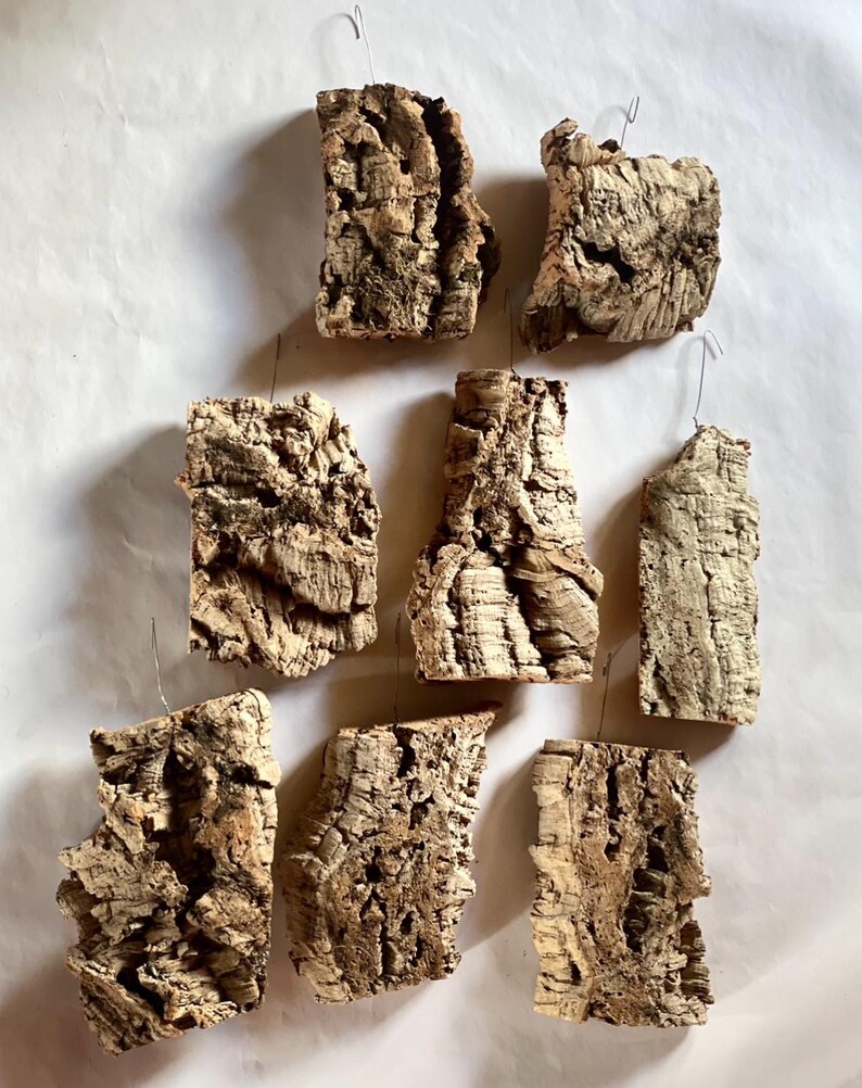 Cork Mount for Orchids and Epiphytes Plants - Etsy