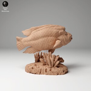 Napoleon or Humphead Wrasse 1 - UNPAINTED 3D Resin Figure - Animal Den ...