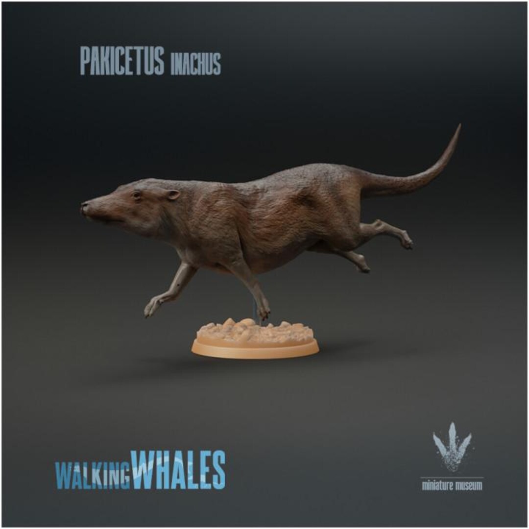 Pakicetus Inachus : Swimming - UNPAINTED 3D Figure - Miniature Museum ...