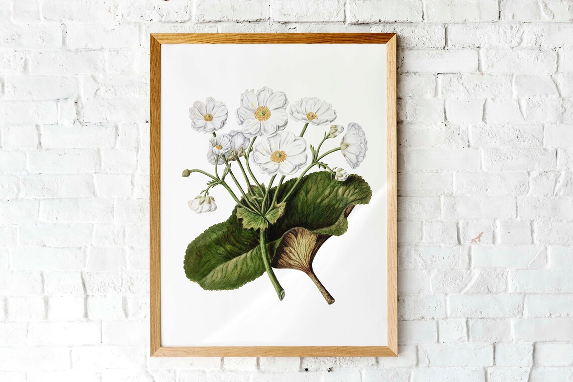 Vintage New Zealand Native Botanical Illustrations Printable - Etsy UK