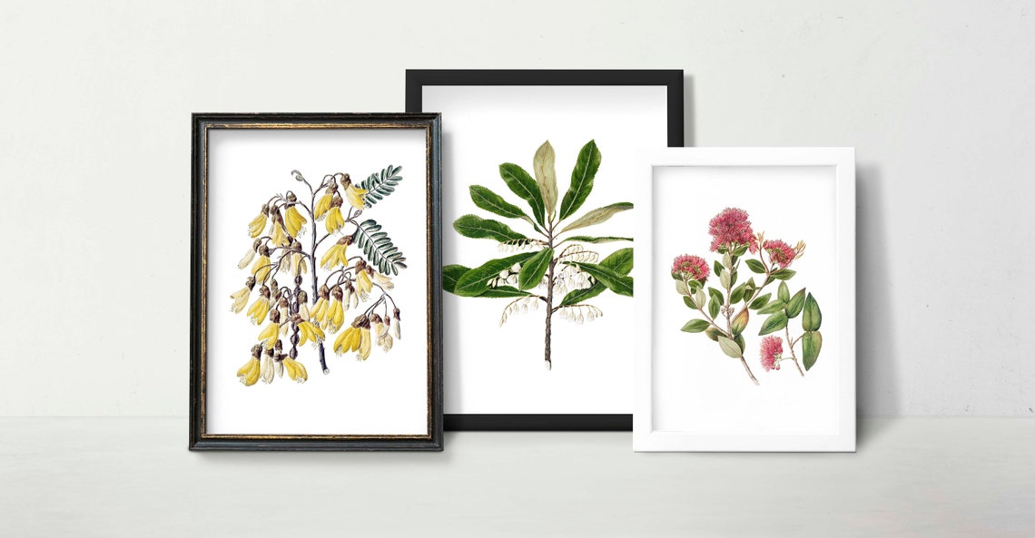 Vintage New Zealand Native Botanical Illustrations Printable - Etsy ...