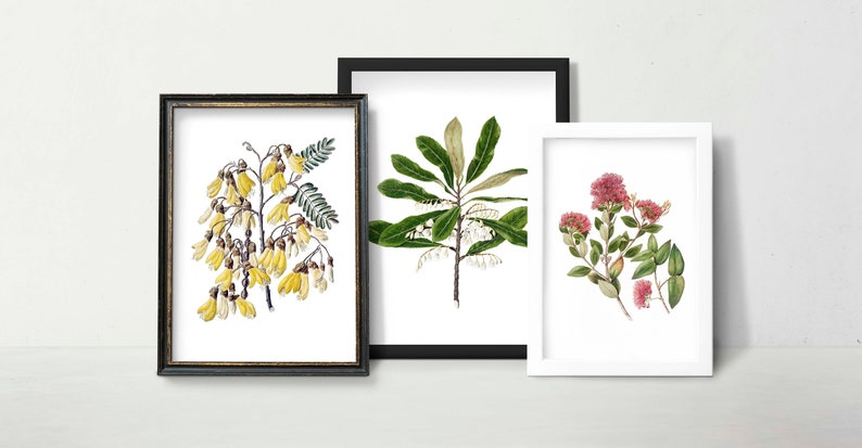 Vintage New Zealand Native Botanical Illustrations | Printable Art ...