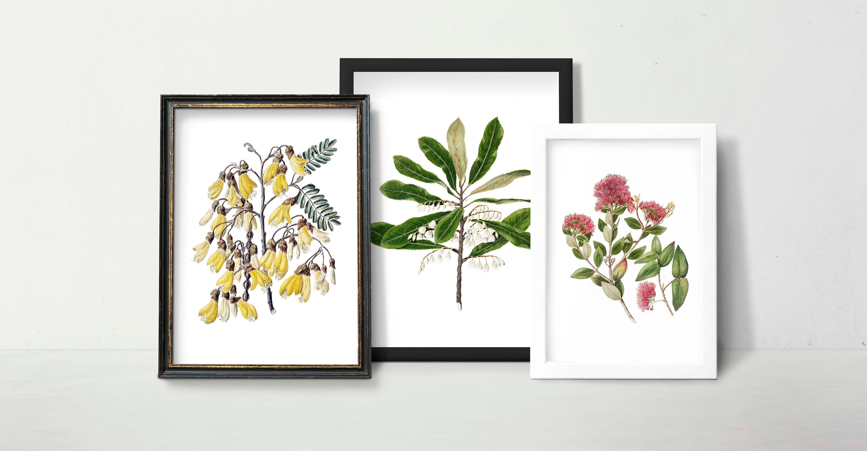 Vintage New Zealand Native Botanical Illustrations Printable - Etsy ...