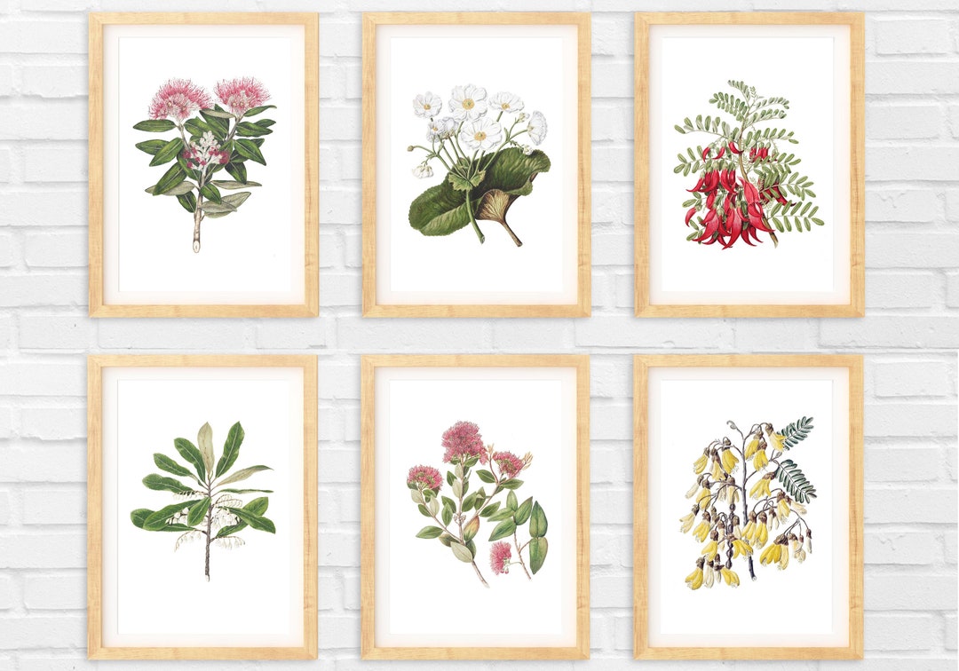 Vintage New Zealand Native Botanical Illustrations | Printable Art ...
