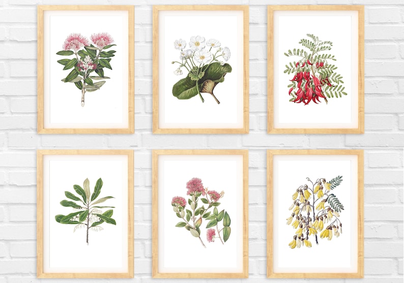 Vintage New Zealand Native Botanical Illustrations Printable - Etsy New ...