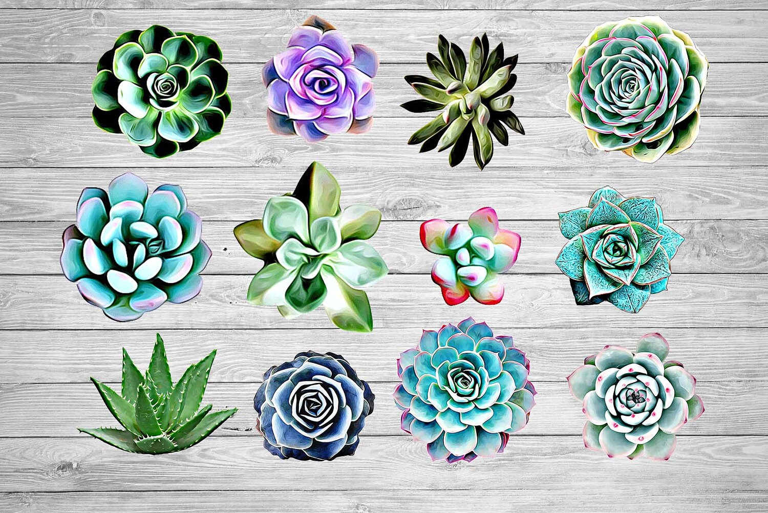 Succulents Digital Clip Art Watercolor 19 Painted Succulents | Etsy