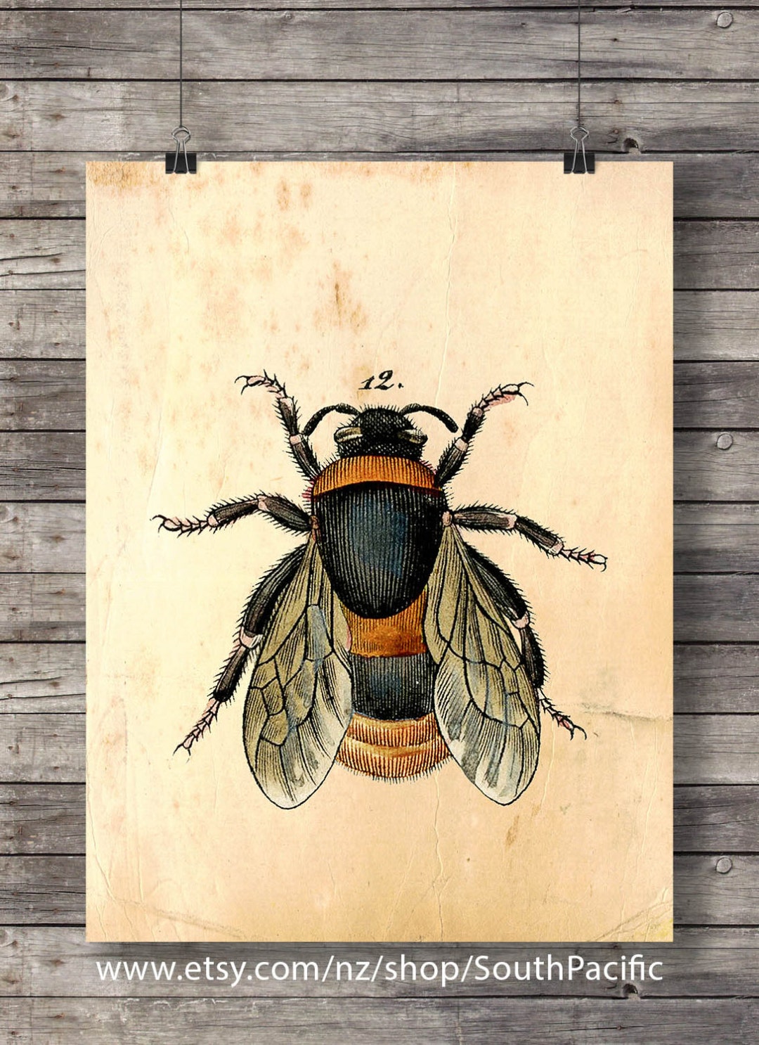 Vintage Bee Print Bee Honey Illustration Printable Art Vintage Style ...