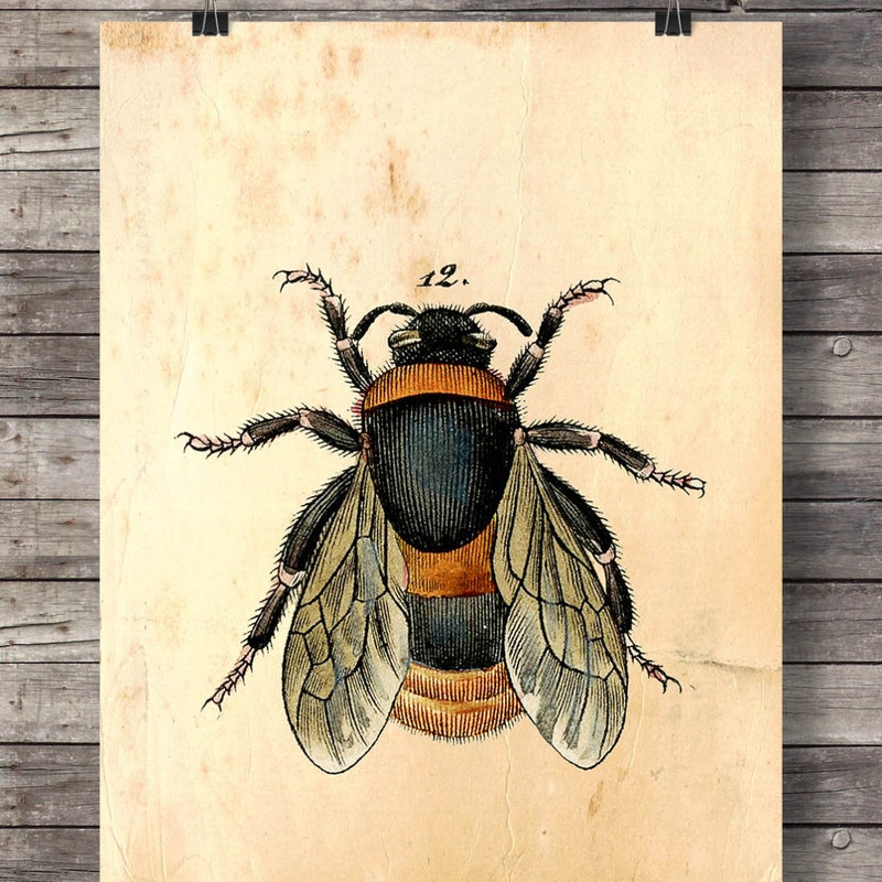Vintage Bee Print - Etsy