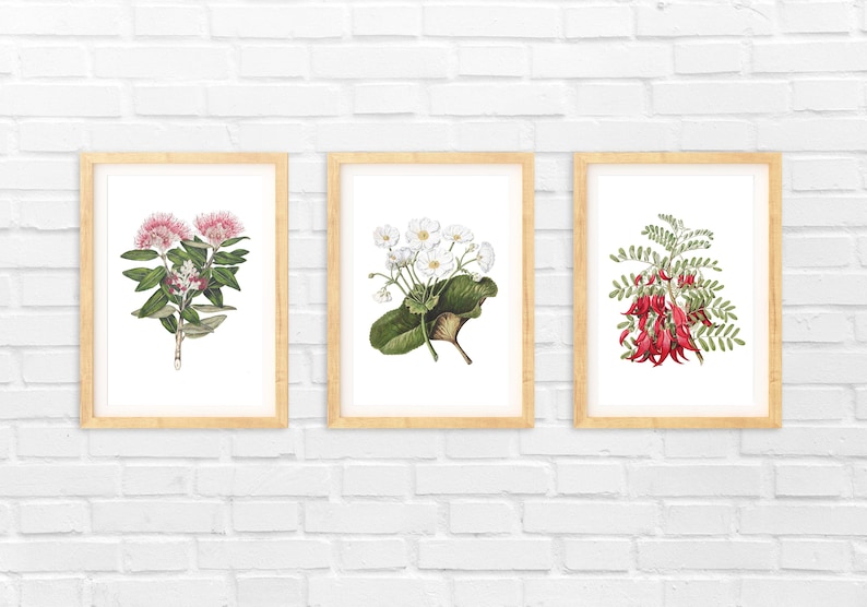 Vintage New Zealand Native Botanical Illustrations Printable - Etsy ...