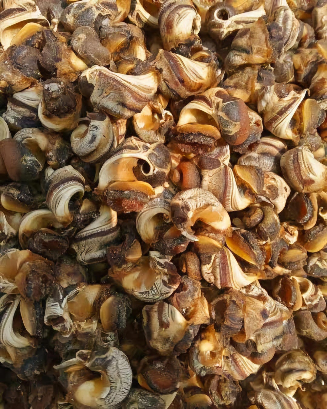 Dried Big Periwinkle- Sea Snail - Nkonko - Etsy