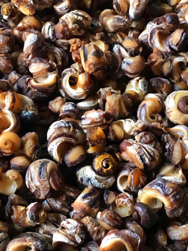 Periwinkles - Big Periwinkles - Dried Periwinkle | Sea Snail - Nkonko ...