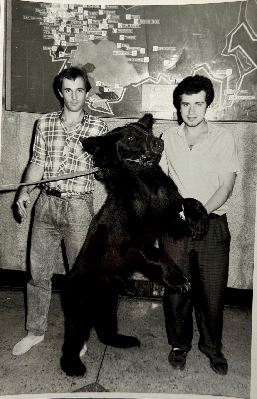 Vintage 1980s Two Men With Live Bear Photo | Real Bear Indoor Snapshot ...