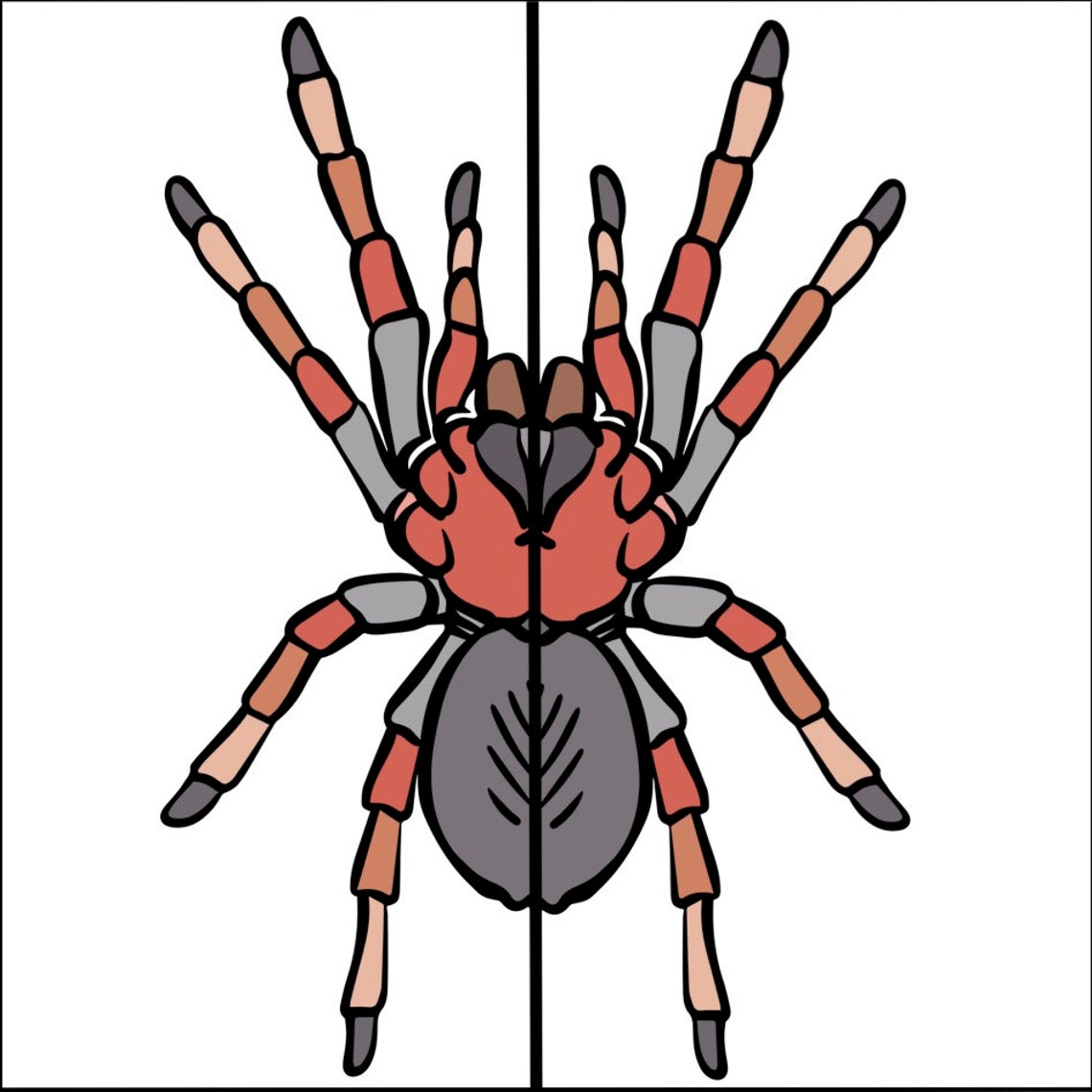 Interactive Symmetry Drawing Activity: Explore Grassland Insects ...
