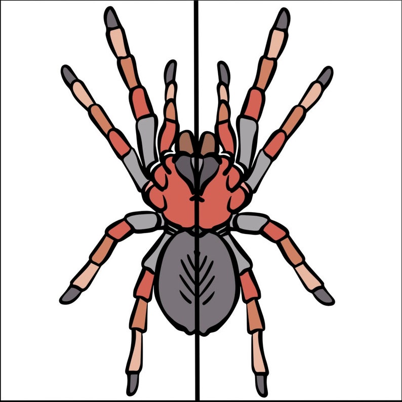 Interactive Symmetry Drawing Activity: Explore Grassland Insects ...