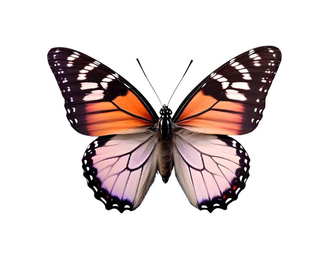 Butterfly PNG Image - Etsy