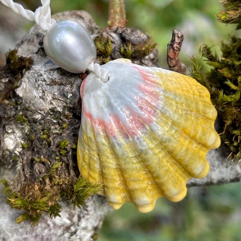 Sunrise Shells - Etsy