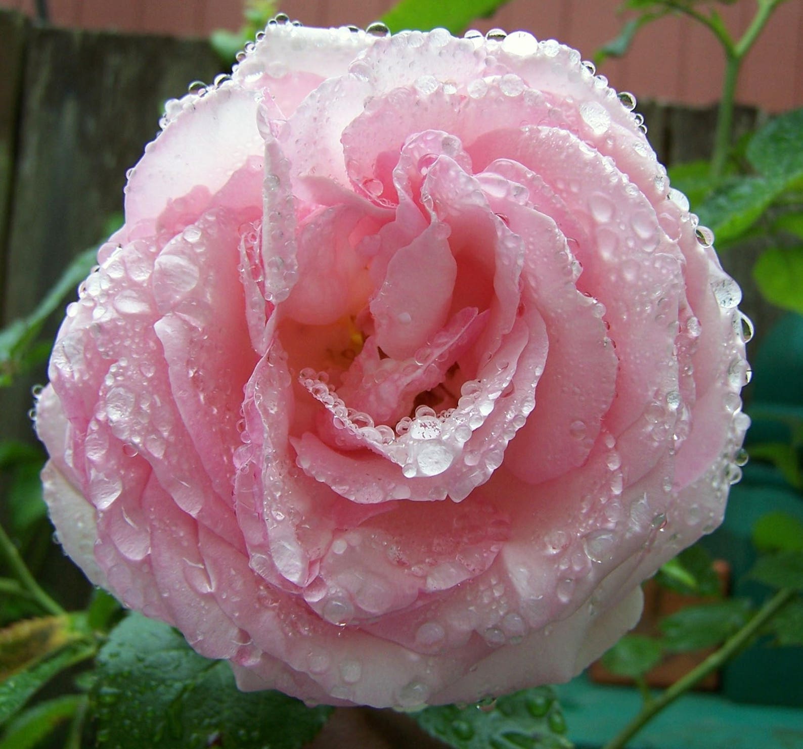 Abalone Shell / Paua Shell , Sterling Silver Hook Style, Earrings - Etsy