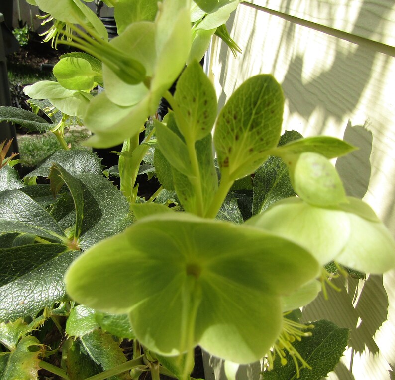 Rare Australian Gaspeite sterling silver birds shiva shell | Etsy