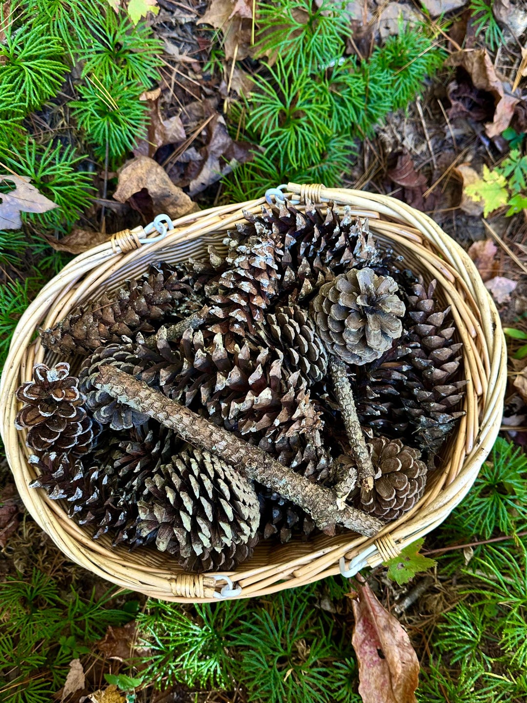 Appalachian Pine Cones, Raw Eastern White & Loblolly Mix - 25 Piece - Etsy