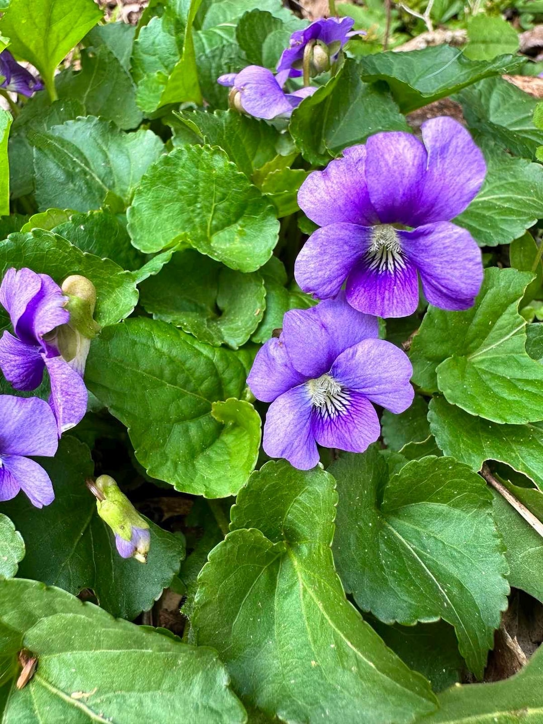 10 Wild Violets Bare Root Plants | Native Perennials for Shade Gardens ...