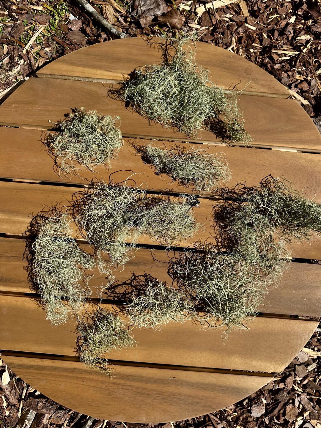 20 Piece Dry Lichen / Natural / Eco Decor / Craft / FREE SHIPPING - Etsy