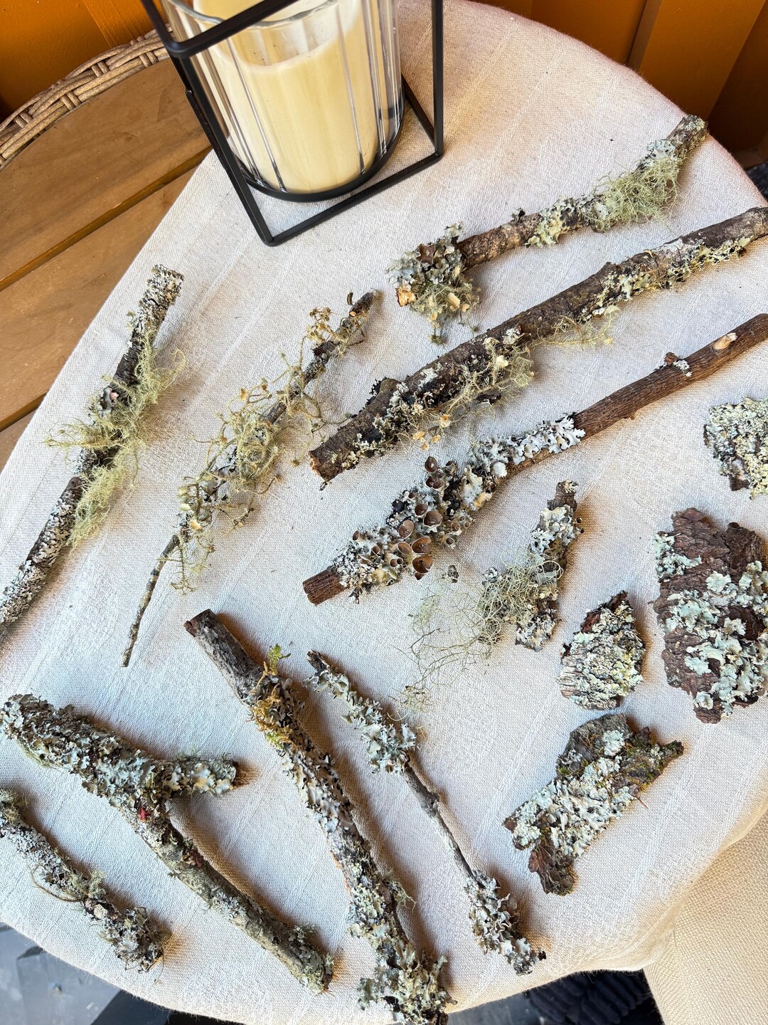 Appalachian Dried Lichen & Bark Assortment – 35 Natural Pieces in Large ...
