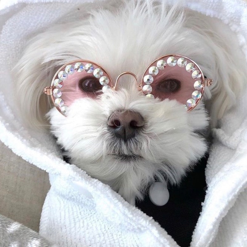 Bling Dog Accessories - Etsy