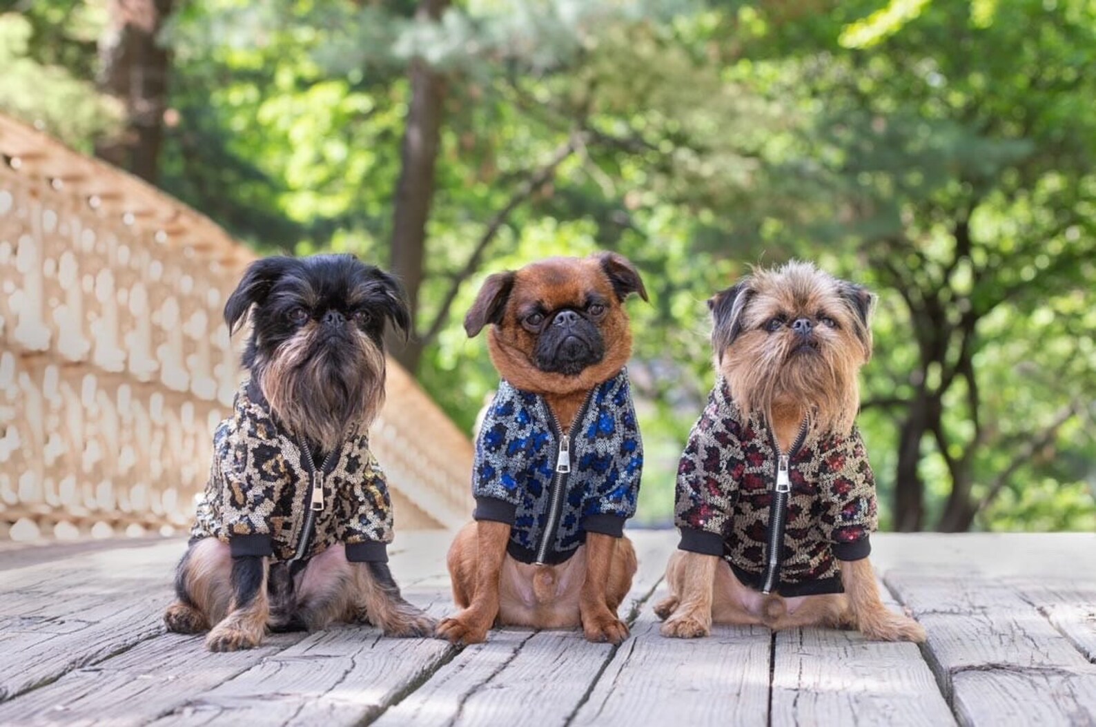 Luxury Design Pet Dogs Clothes Pets Sequin Leopard Jacket for Small ...